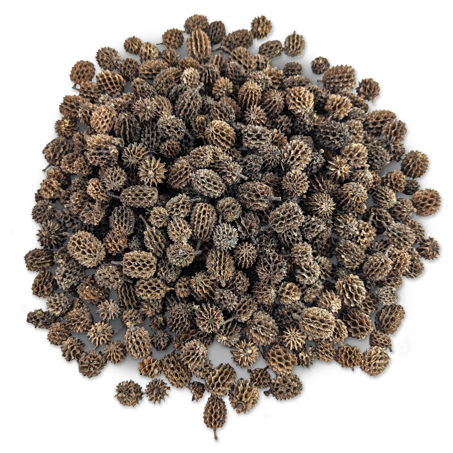 where do casuarina cones come from? – Nature Forged Aquatics